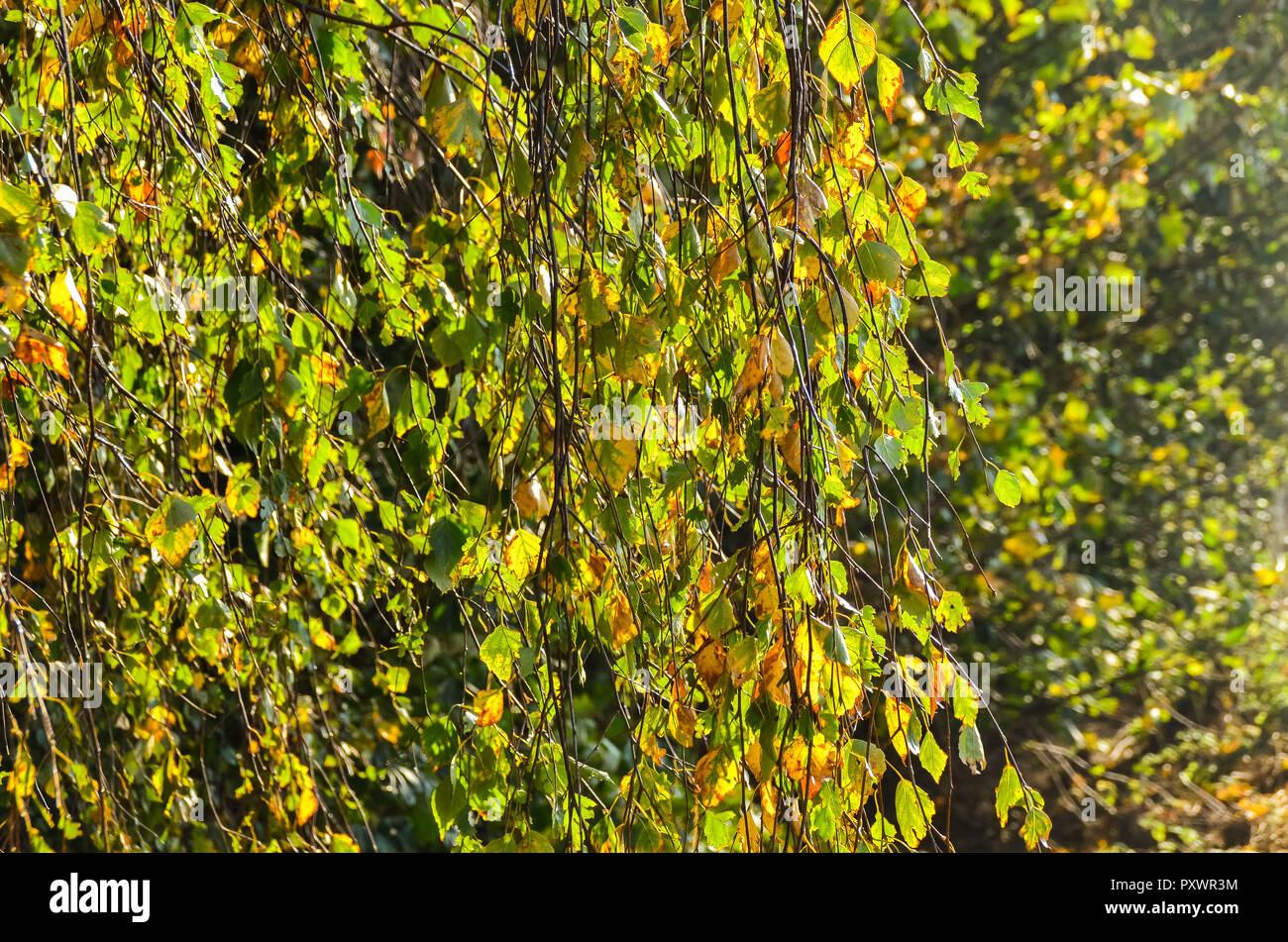 Autumn Birch leaf background Stock Photo - Alamy