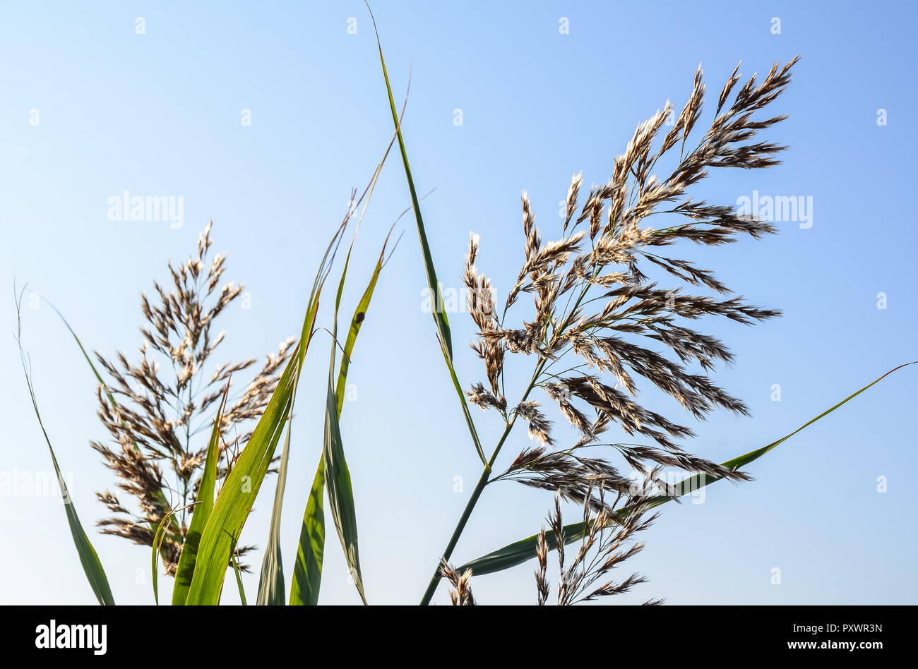 Grasses blue sky hi-res stock photography and images - Alamy
