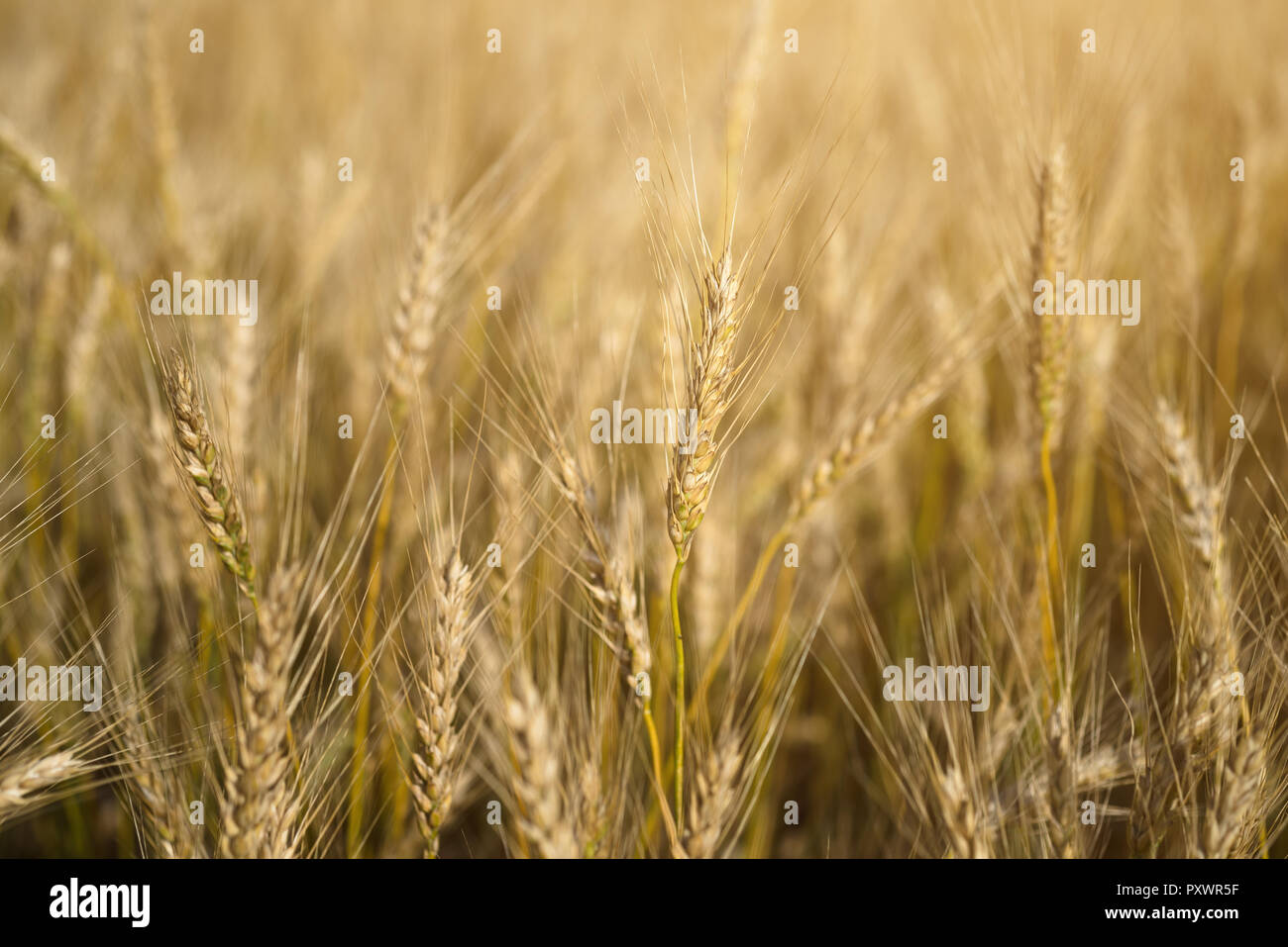 Wheat seed stem hi-res stock photography and images - Alamy