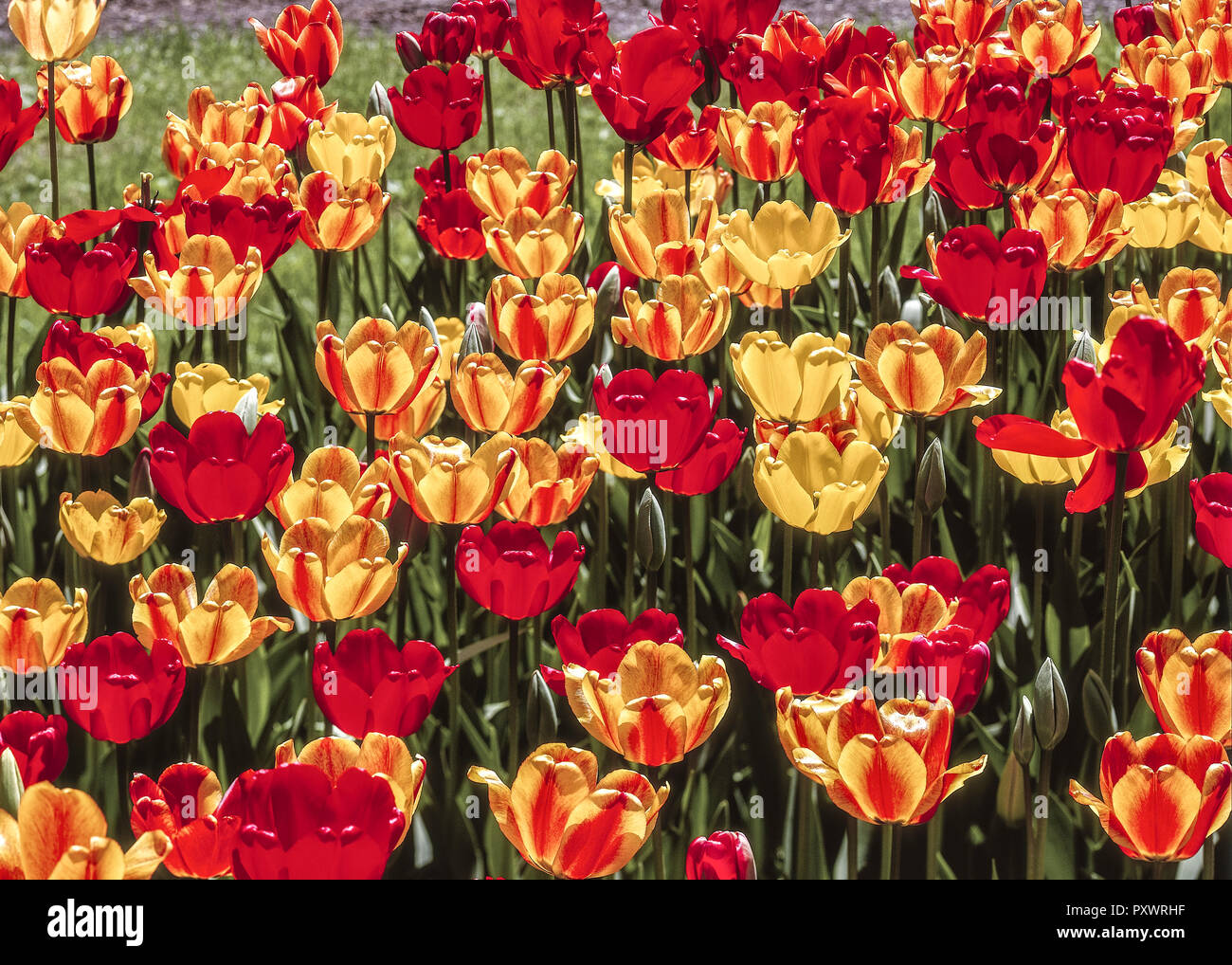 Tulpenfeld hi-res stock photography and images - Alamy