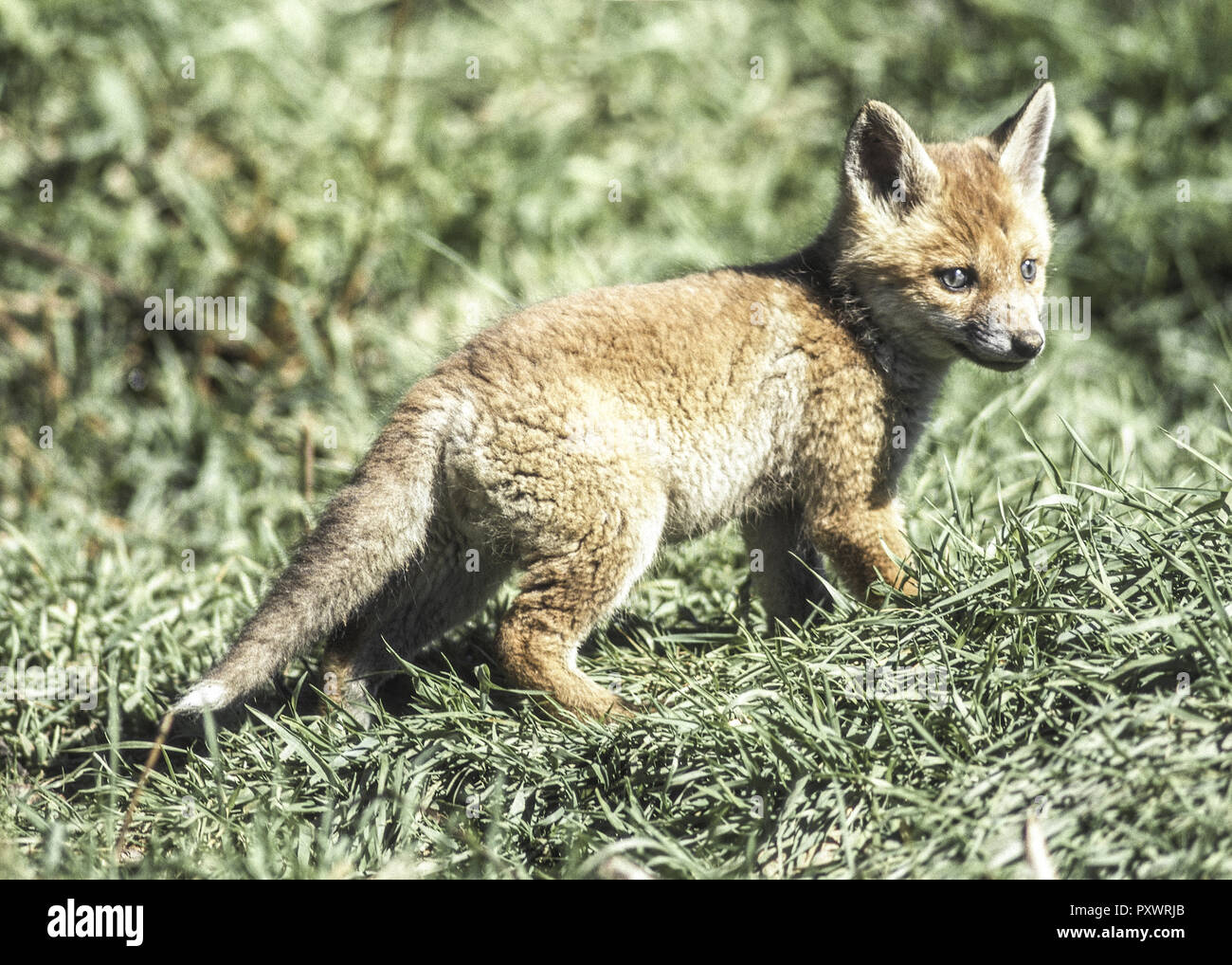 Junger fuchs hi-res stock photography and images - Alamy