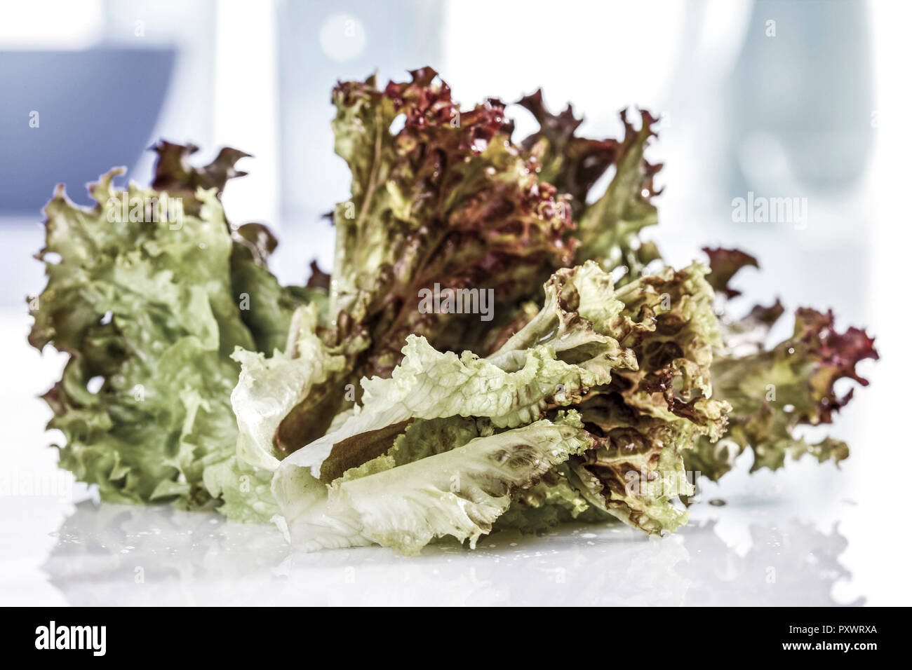Lollo Rosso Salatblaetter Stock Photo - Alamy