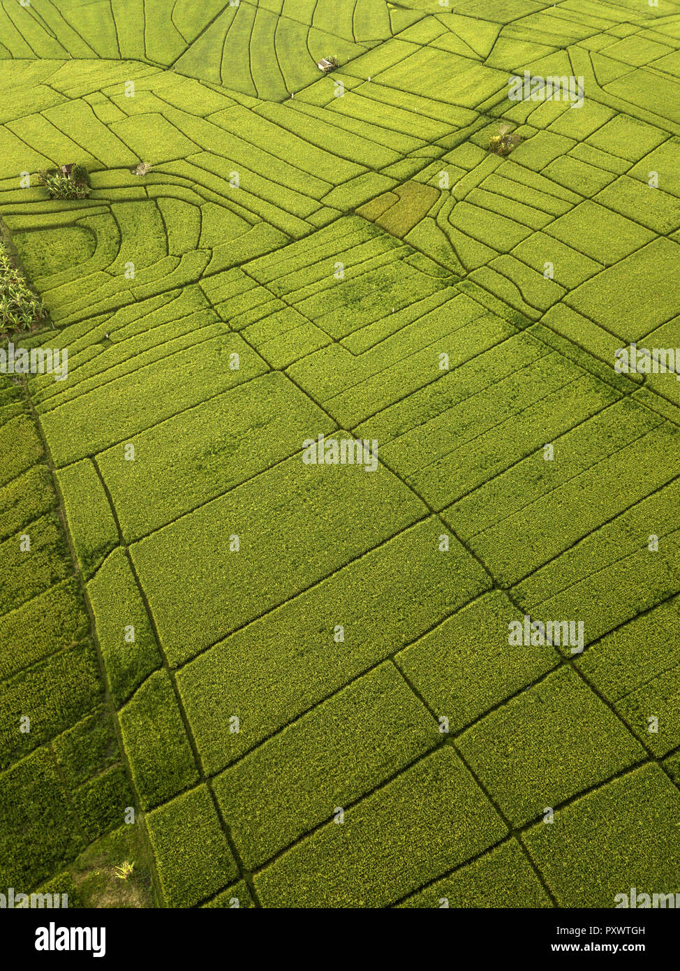 Overhead drone shot rice field hi-res stock photography and images - Alamy