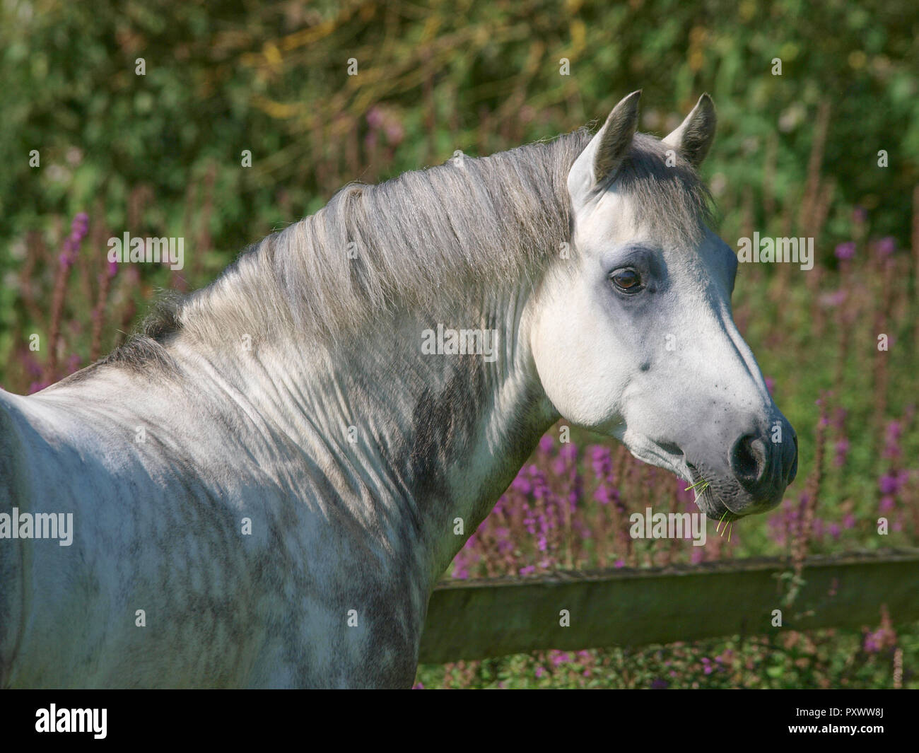 A head shot of a dappled grey native pony Stock Photo - Alamy