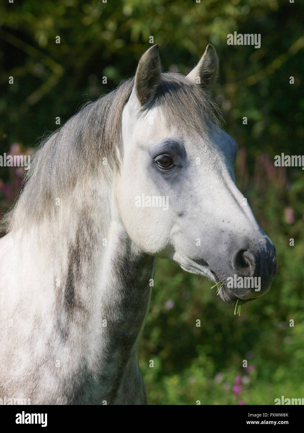 A head shot of a dappled grey native pony Stock Photo - Alamy