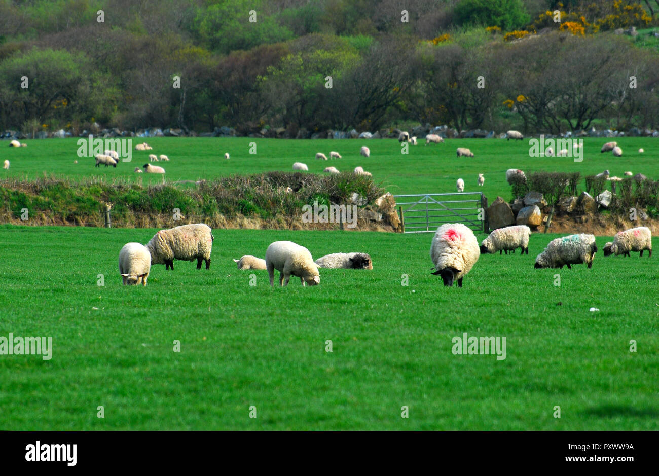 English typical sheep in green grass , Land's end Great Britain Stock ...