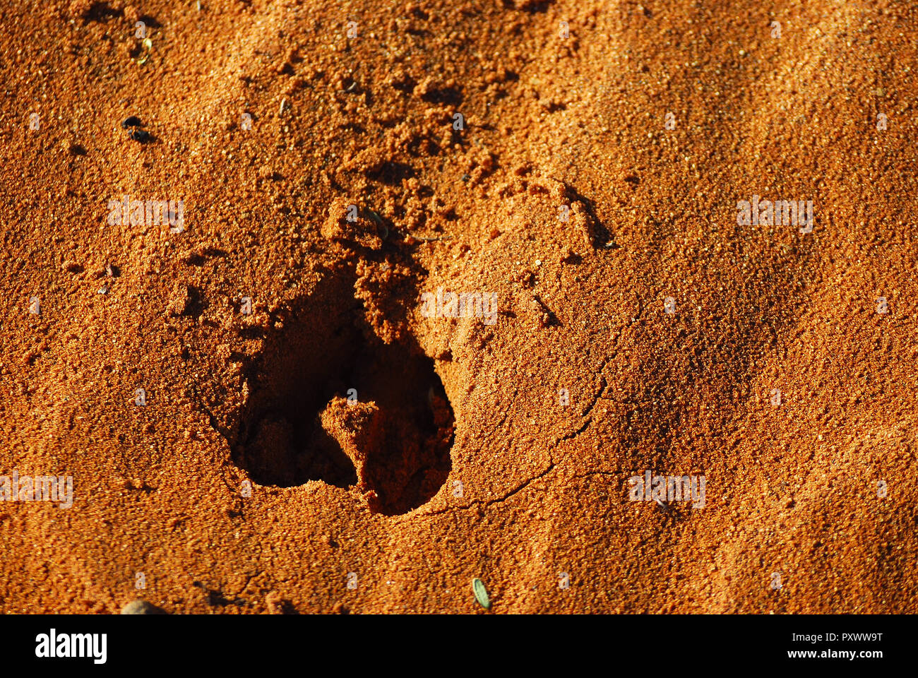 Animal footprint hi-res stock photography and images - Alamy