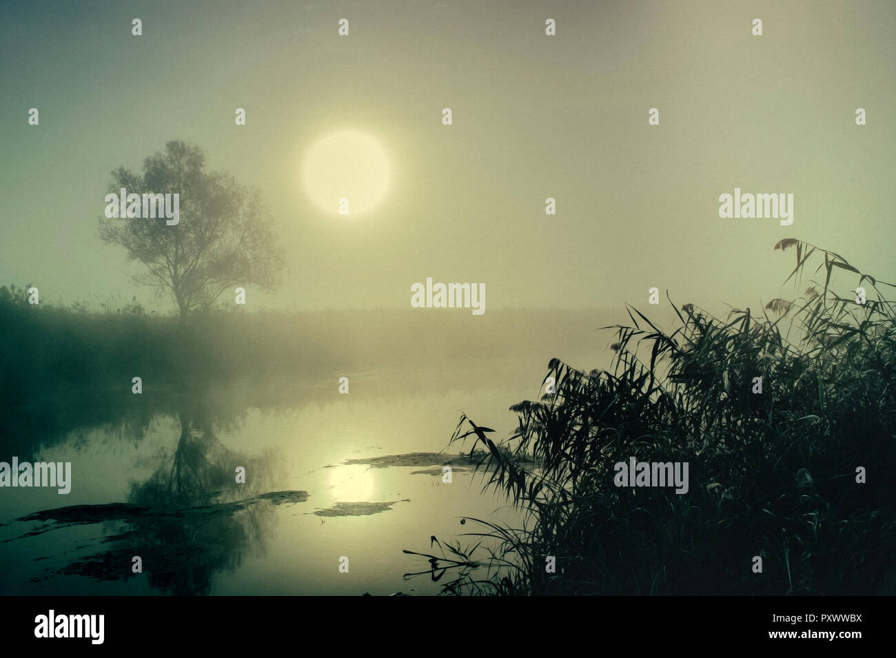 Dramatic mystical twilight landscape with rising sun, tree, reed and ...