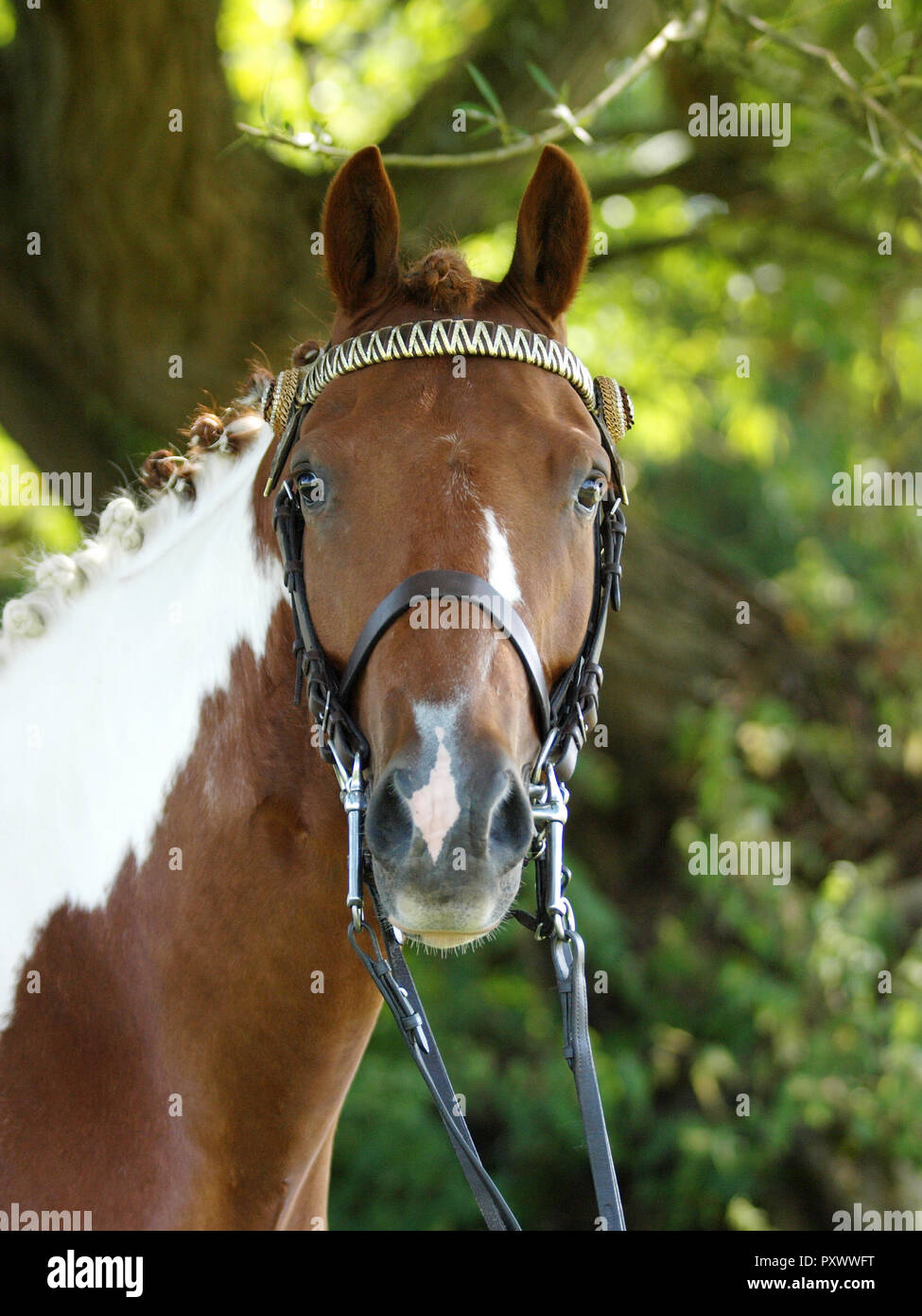 Skewbald horse hi-res stock photography and images - Alamy