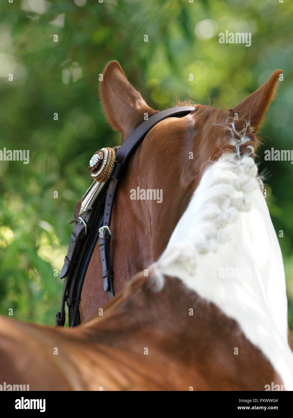 Skewbald horse hi-res stock photography and images - Alamy