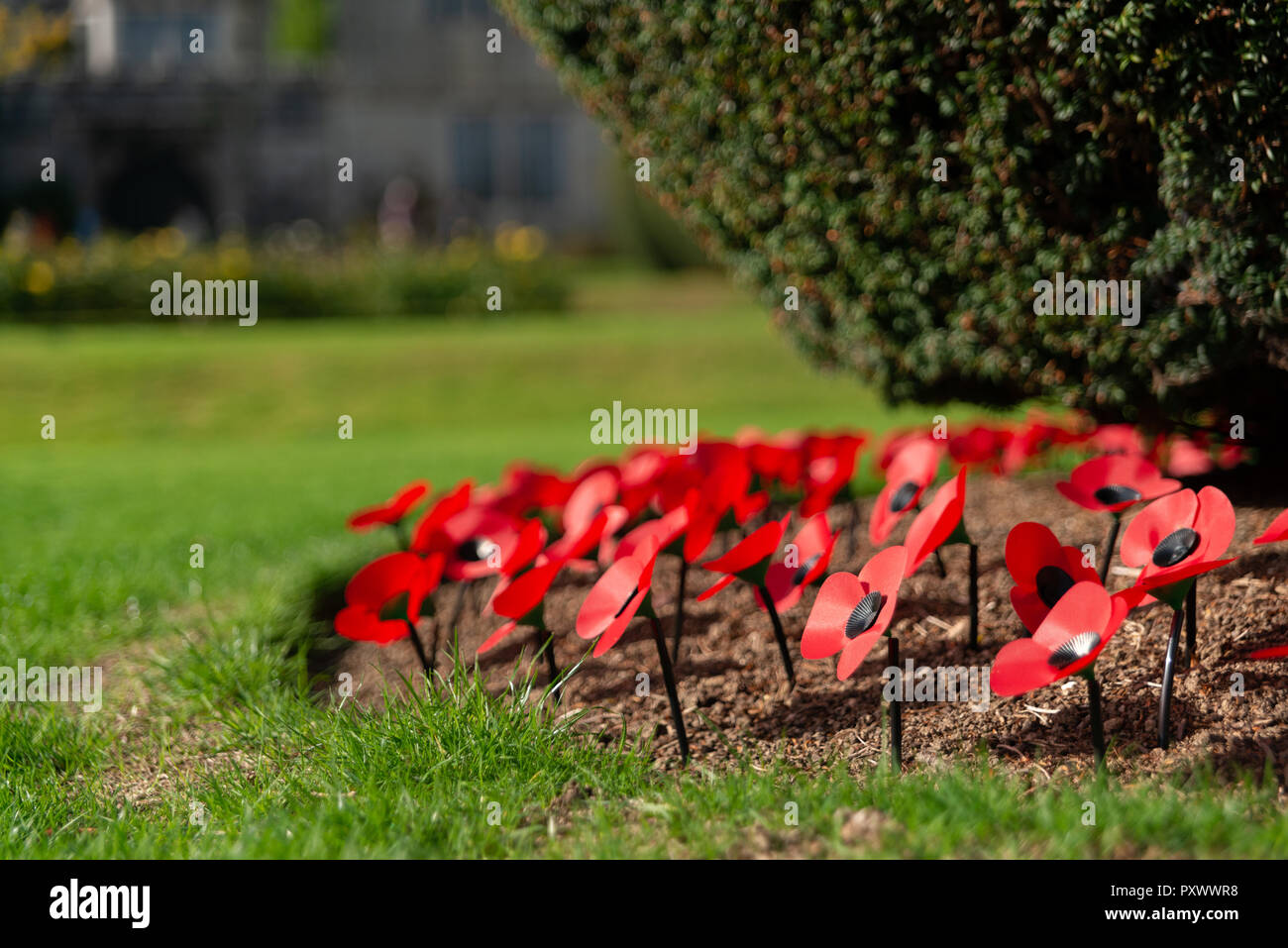 Royal British Legion Poppies Stock Photos & Royal British Legion ...