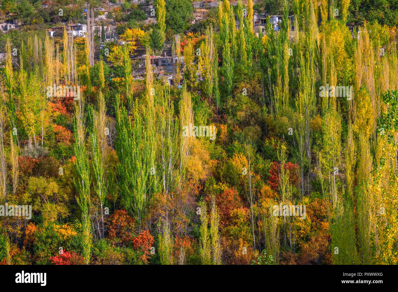 Hunza valley trees hi-res stock photography and images - Alamy