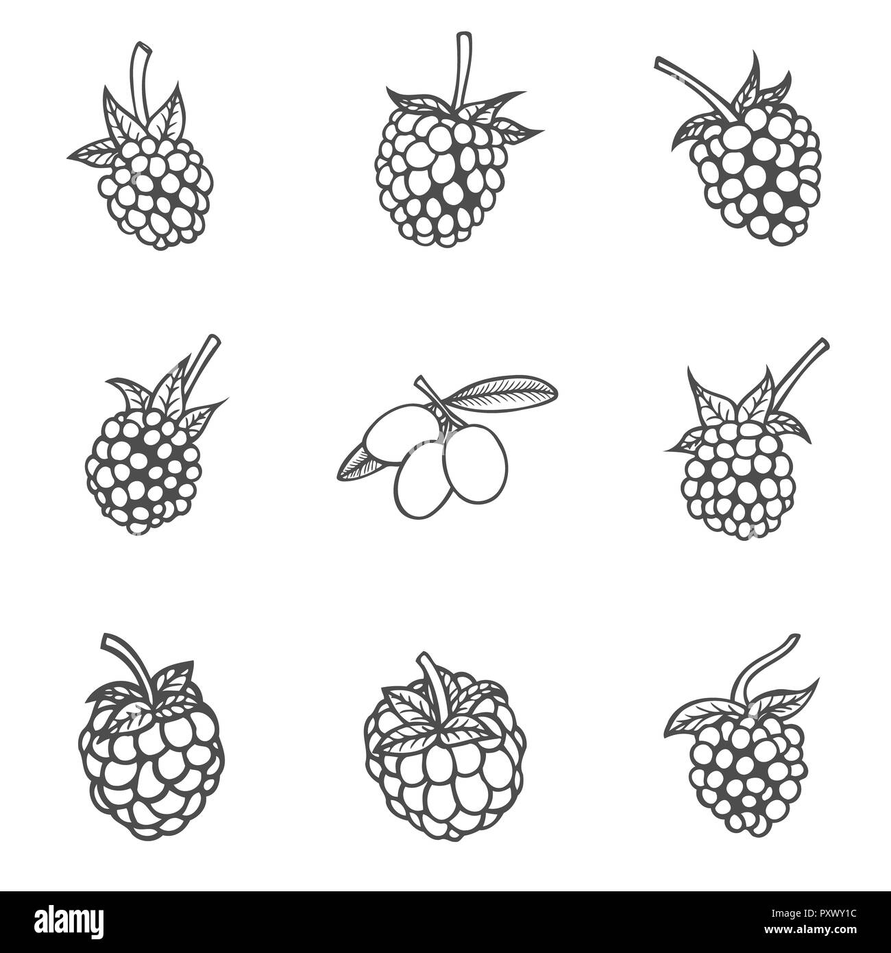 Raspberry fruit. Superfood organic berry. Hand drawn sketch engraved ...