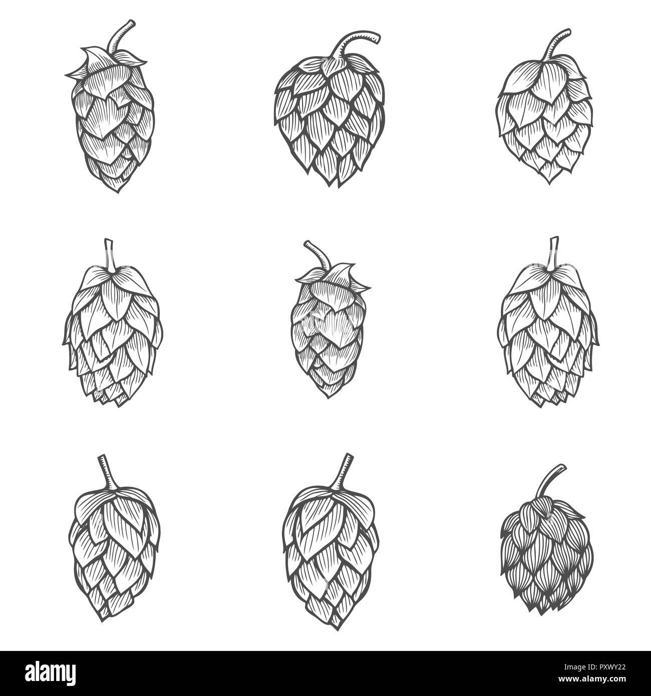 Beer hop illustration in engraving style isolated on white background ...