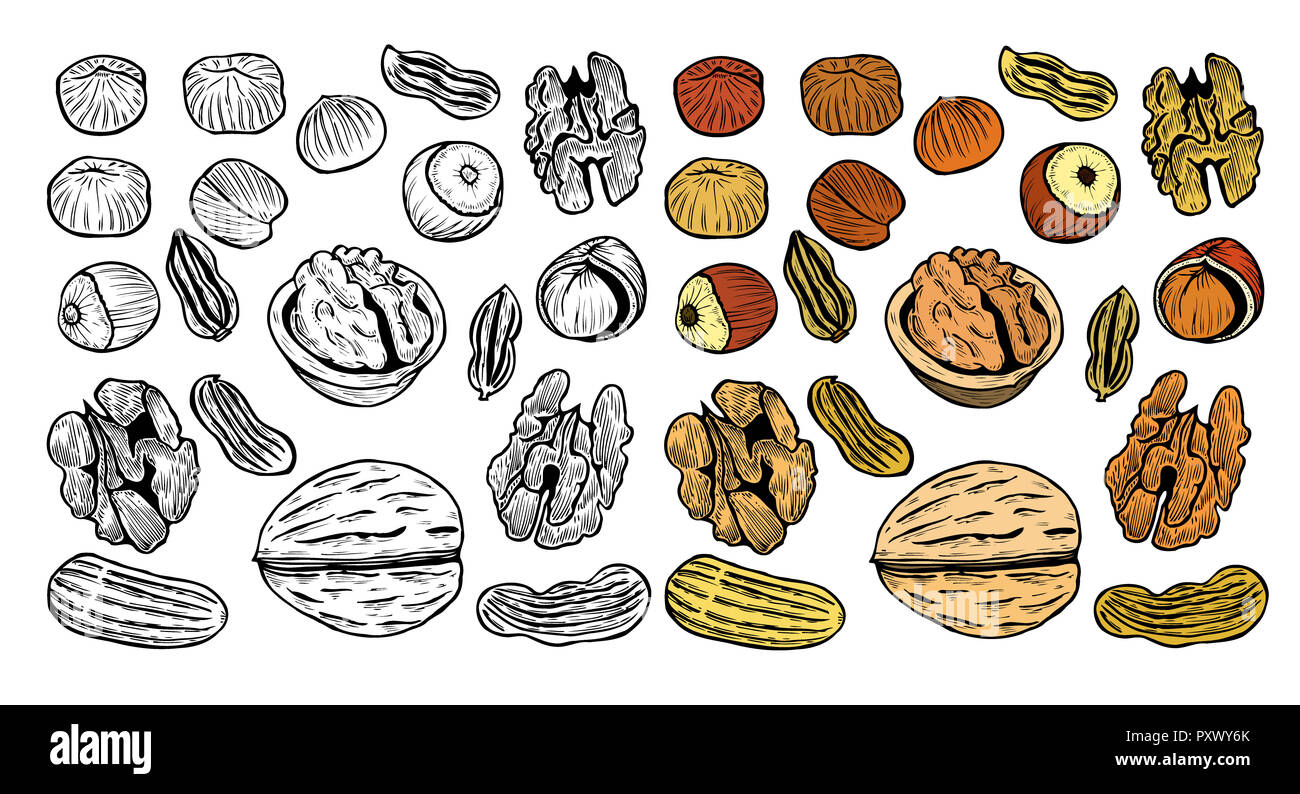 Great collection of highly detailed hand drawn nuts. Isolated ...