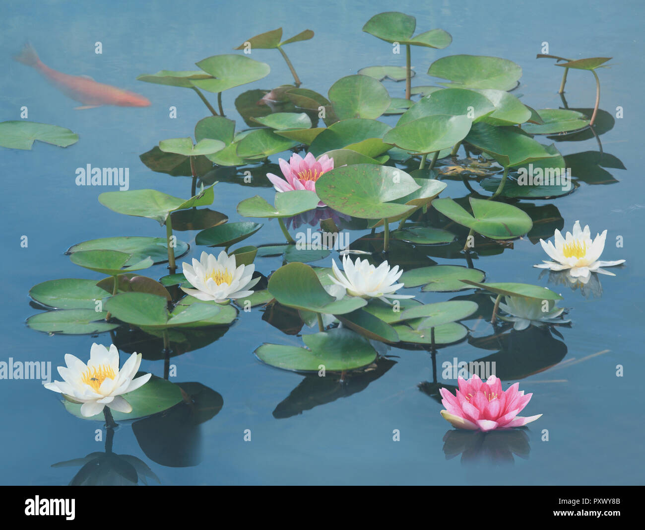 Birds eye view water lily hi-res stock photography and images - Alamy