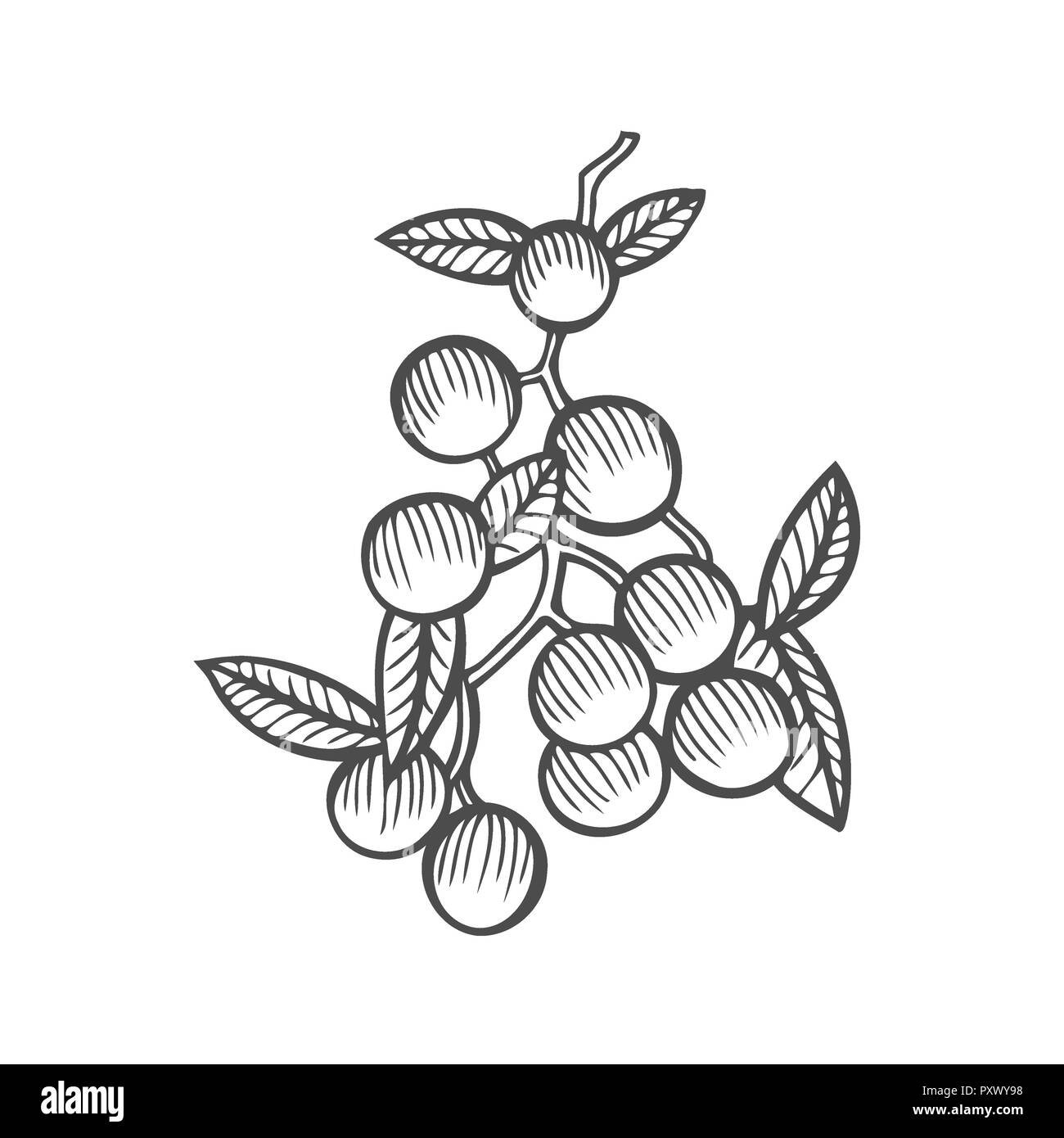 Mistletoe illustration, drawing, engraving ink line art Stock Photo - Alamy