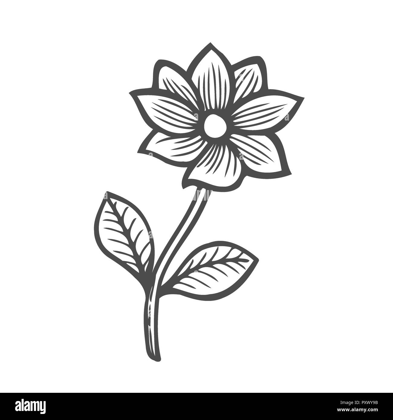 beautiful monochrome black and white flower isolated on white ...
