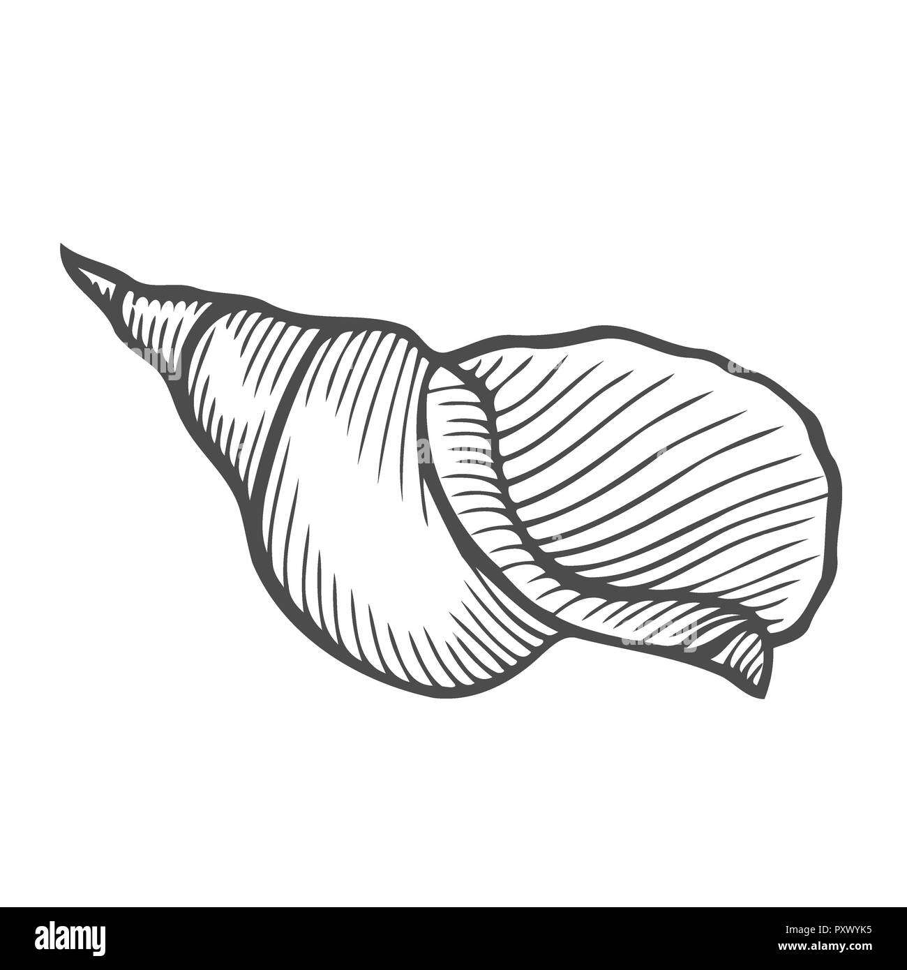 Scallop shell beach Black and White Stock Photos & Images - Alamy