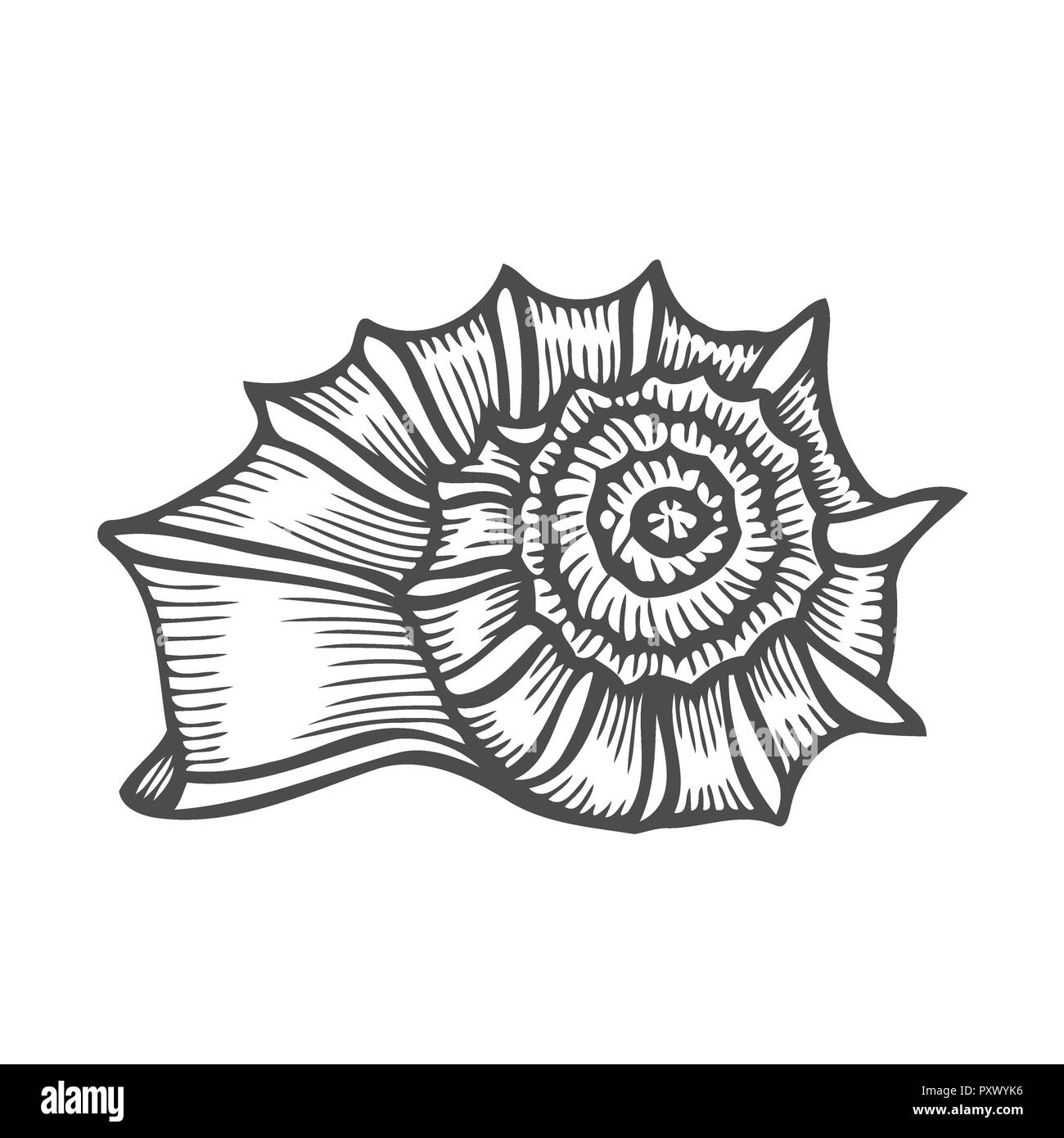 Sea shell Scallop. Black engraving vintage illustration. Isolated on ...