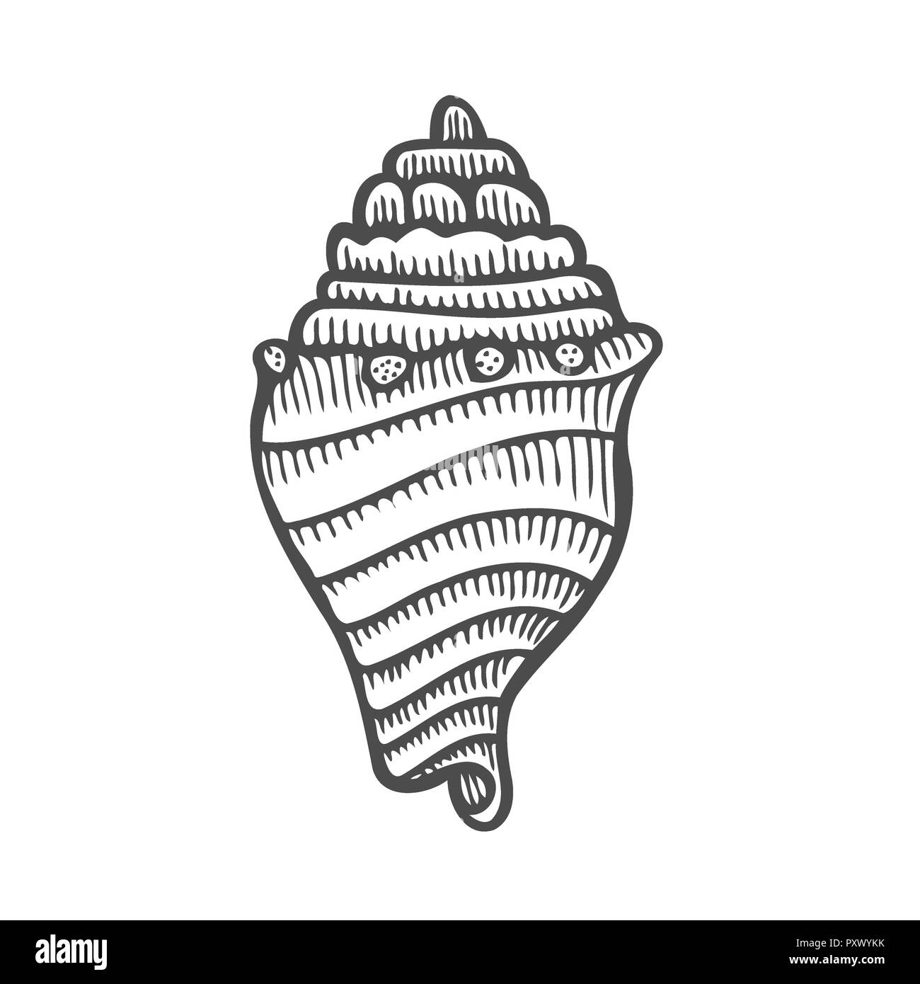 Sea shell Scallop. Black engraving vintage illustration. Isolated on ...