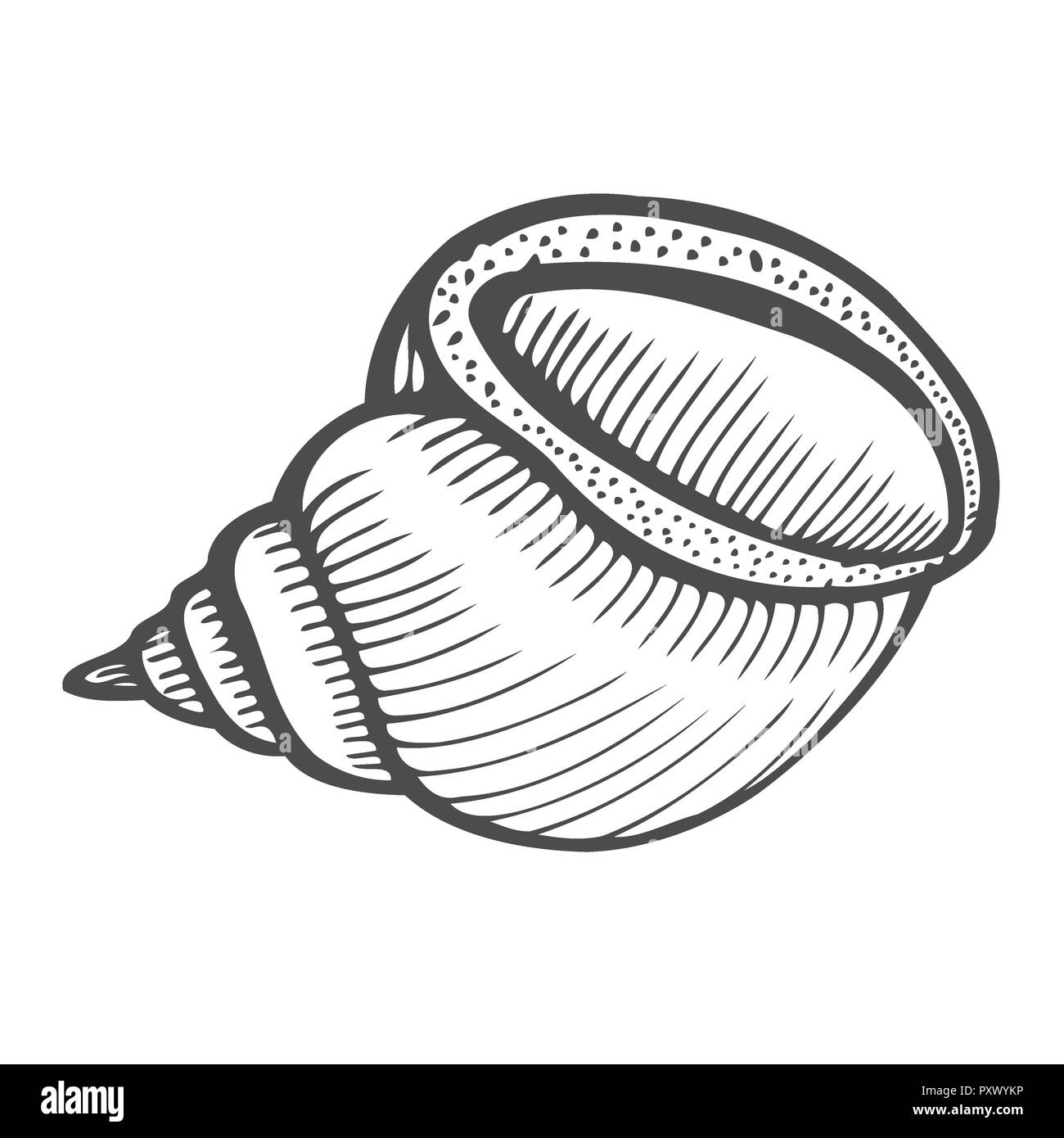 Sea shell Scallop. Black engraving vintage illustration. Isolated on ...