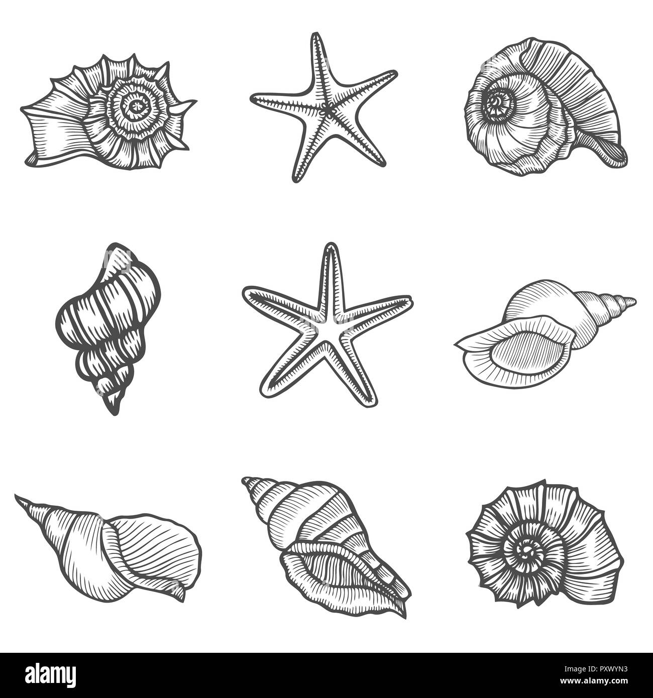 Starfish nature ocean aquatic underwater . Hand drawn marine engraving ...