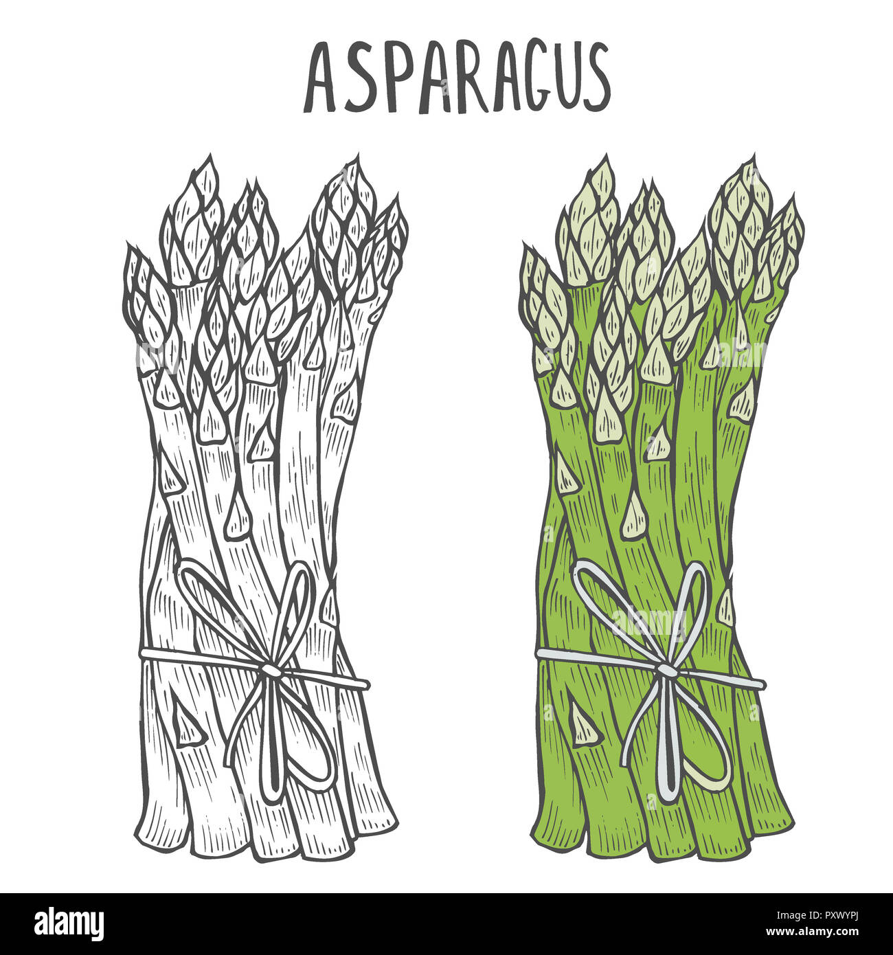 Hand drawn asparagus. Template for your design works. Engraved style ...