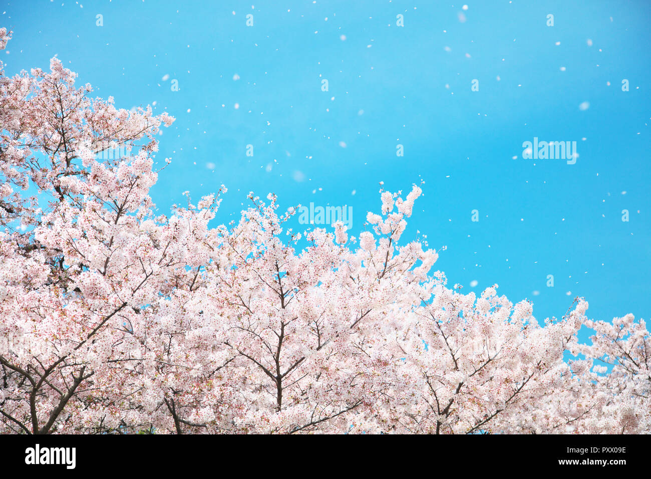 Flying pink japan sakura hi-res stock photography and images - Alamy