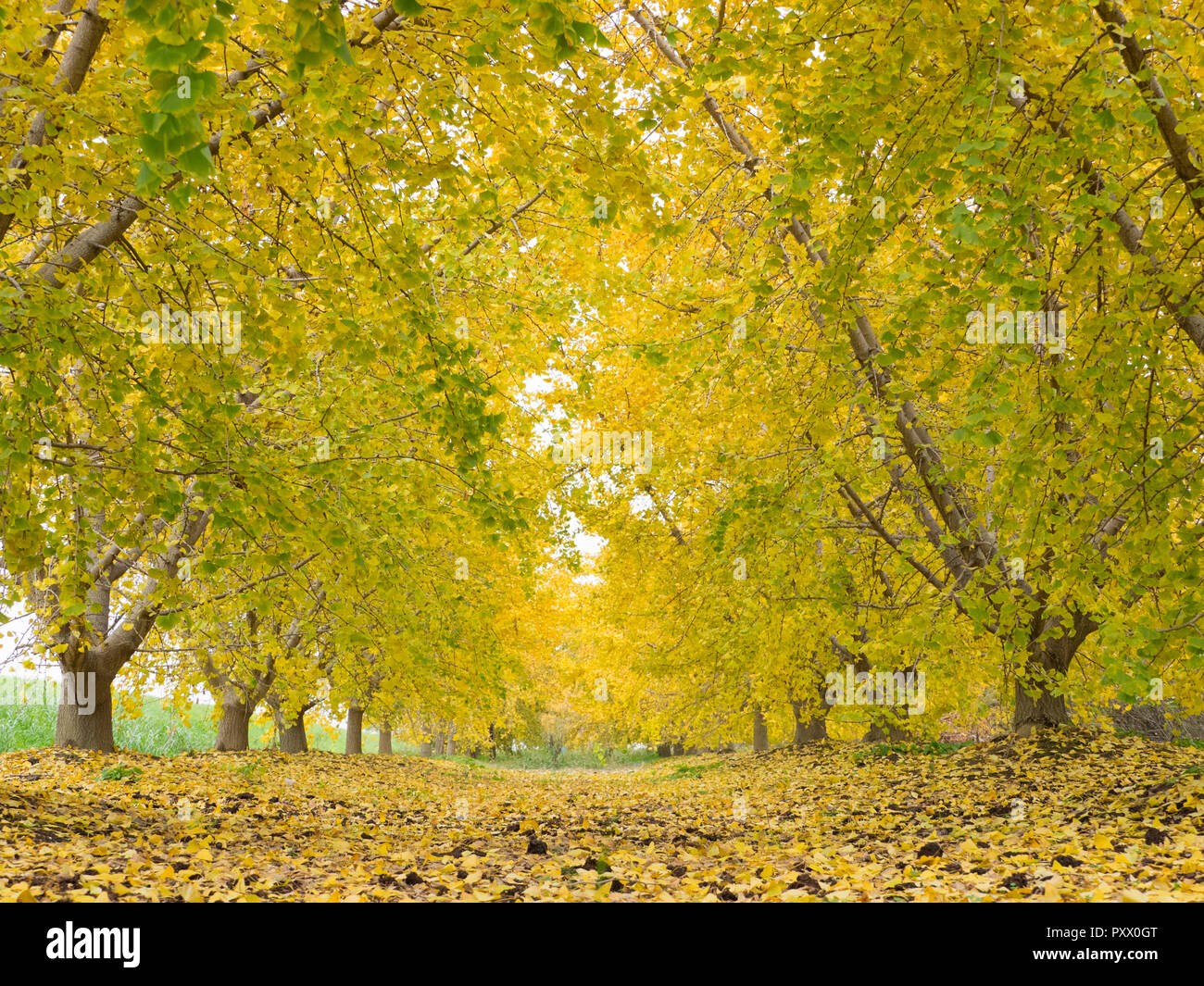 Inazawa japan hi-res stock photography and images - Alamy