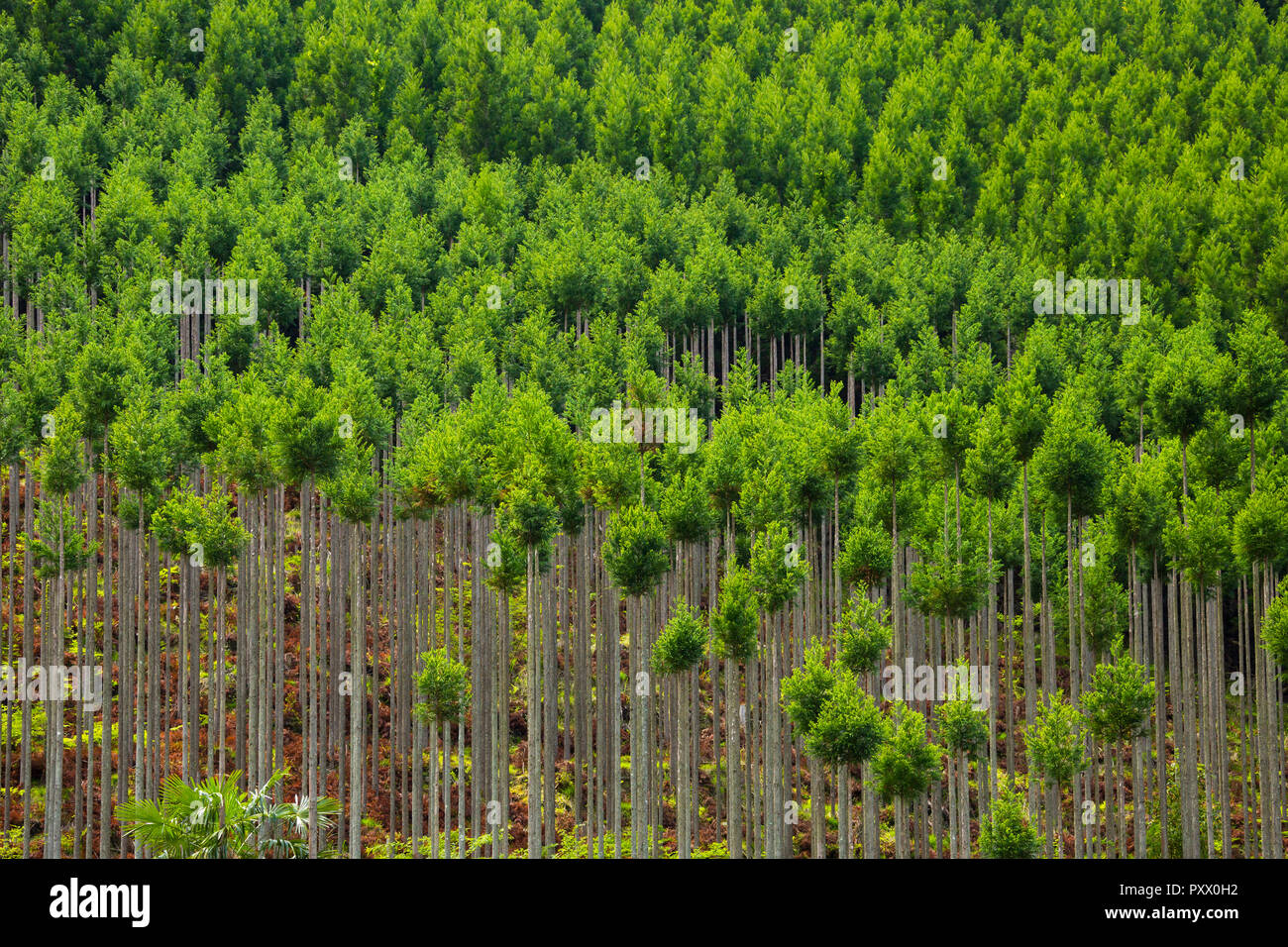 Japan tree forestry hi-res stock photography and images - Alamy