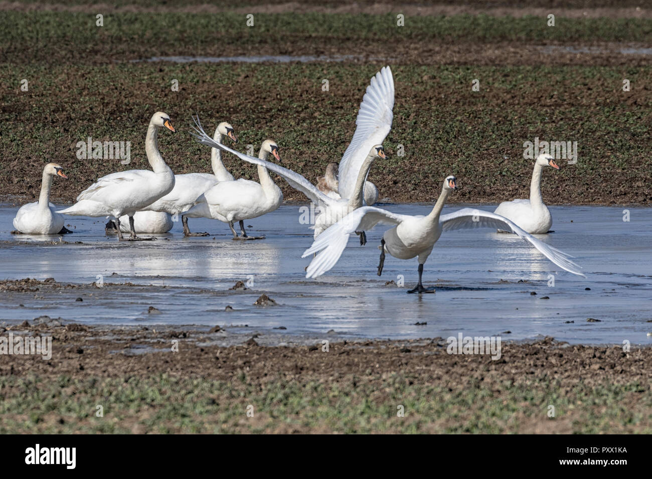 Family swans flapping wings hi-res stock photography and images - Alamy