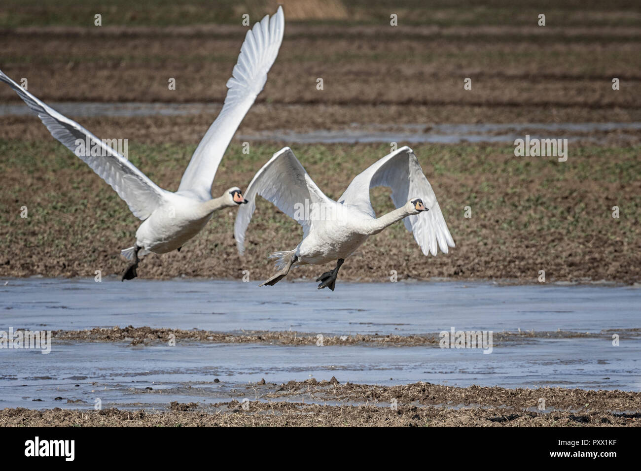 Mute swan standing in ice hi-res stock photography and images - Alamy