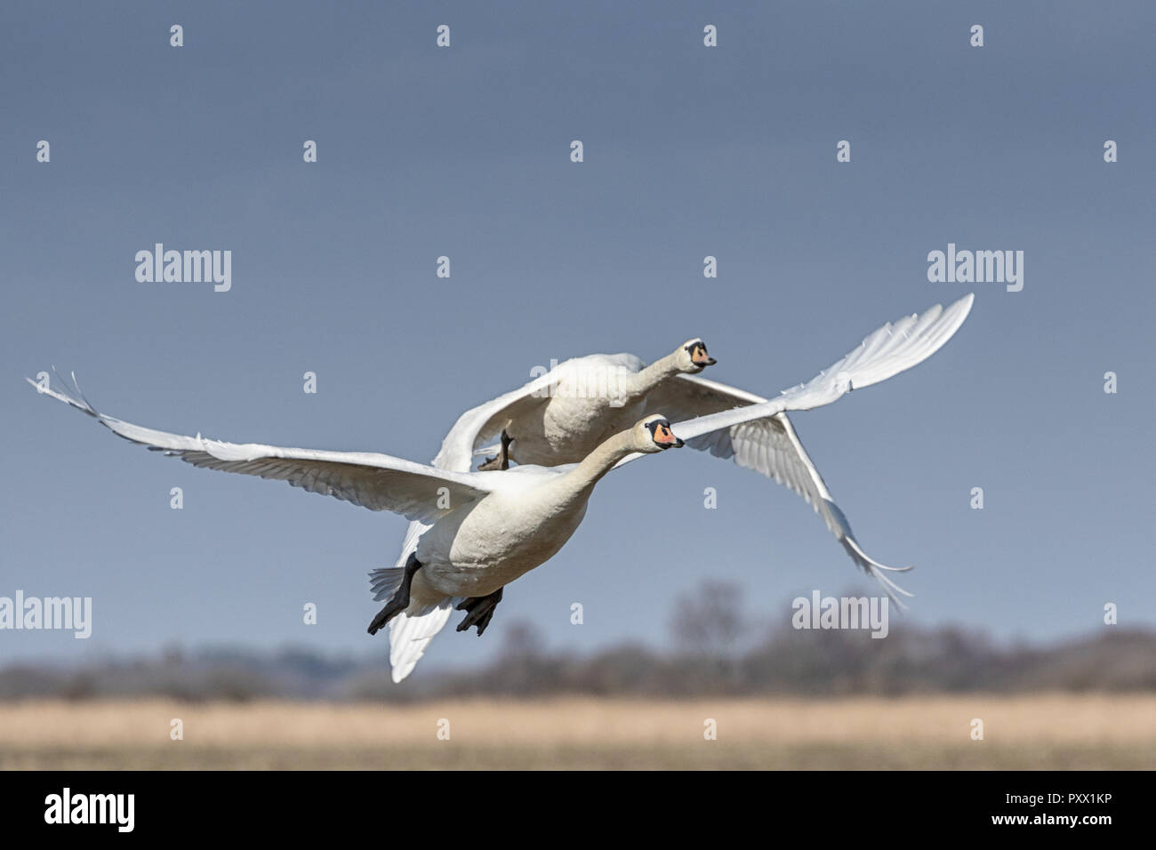 Mute swan standing in ice hi-res stock photography and images - Alamy