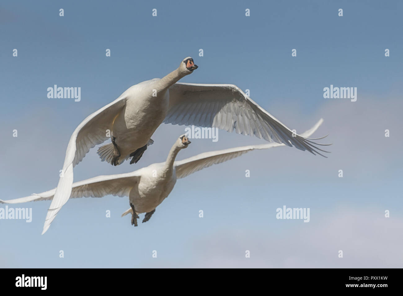 Bird wildfowl swan flight family hi-res stock photography and images ...