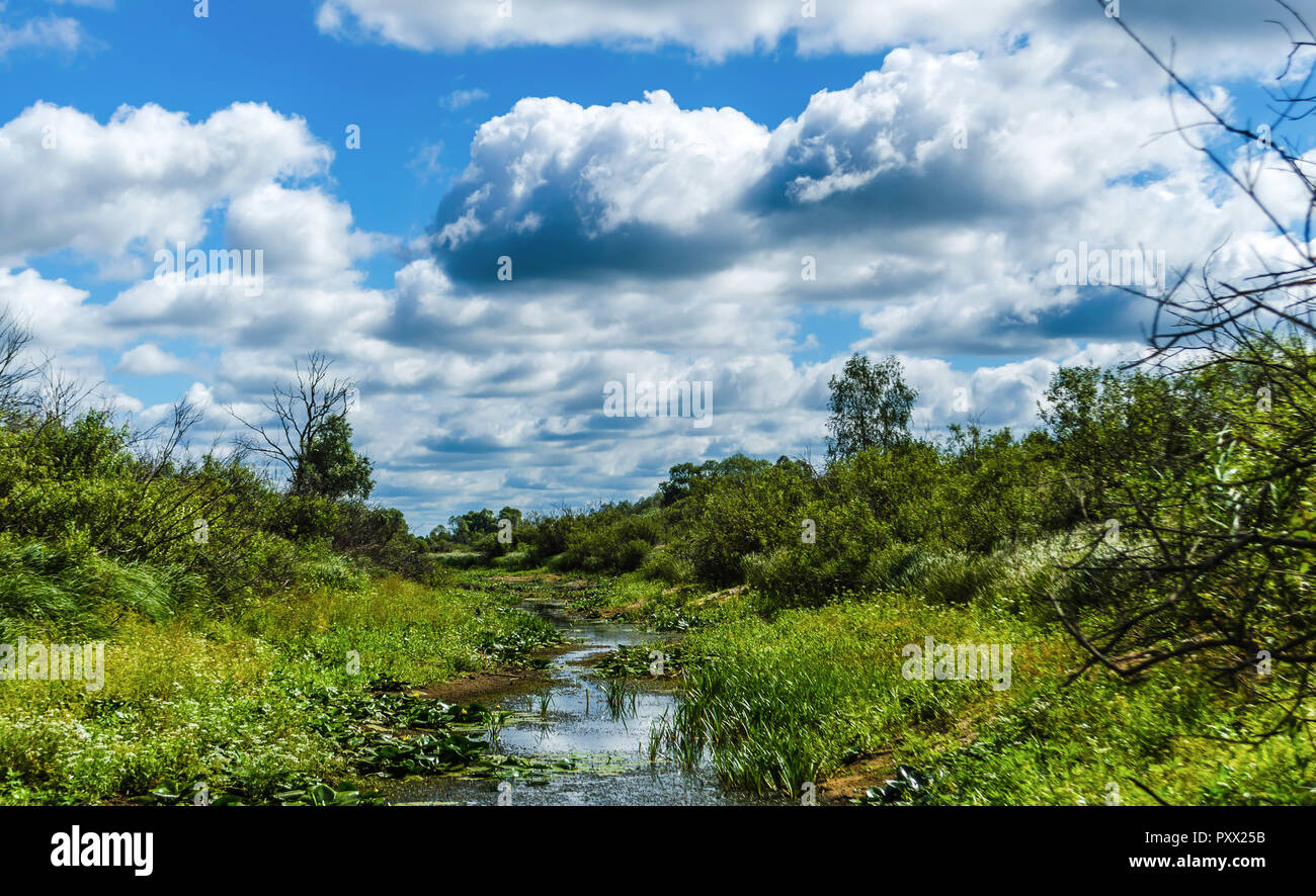 Dried river with dirt and forest silhouette. Belarusian Polesie. Swamp ...