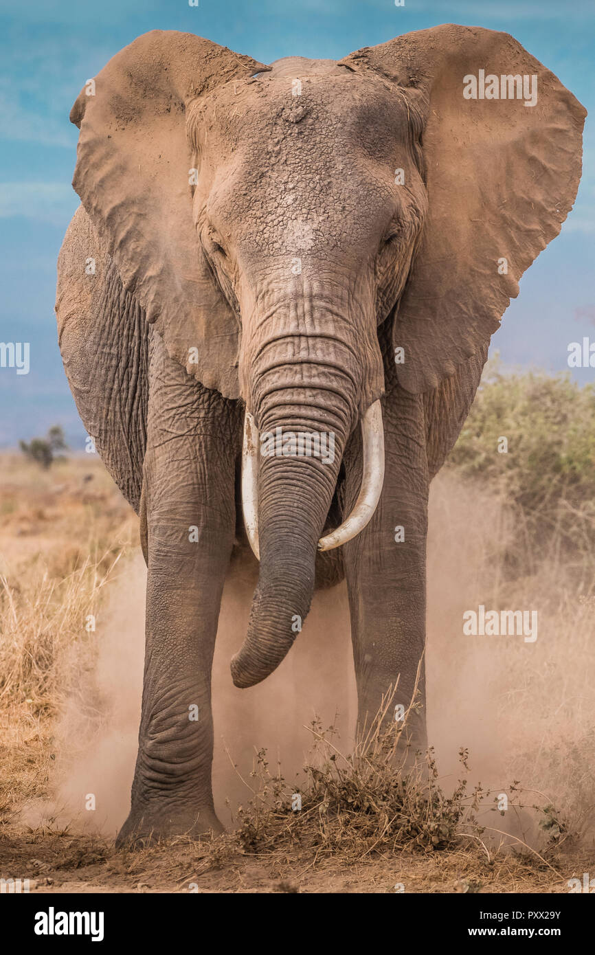 Angry bull elephant hi-res stock photography and images - Alamy