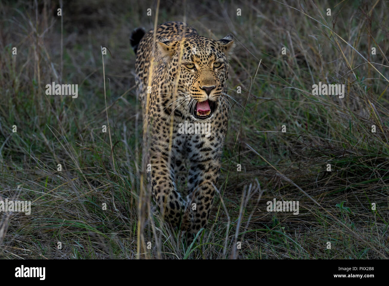 This image of Leopard is taken at Masai Mara in Kenya Stock Photo - Alamy
