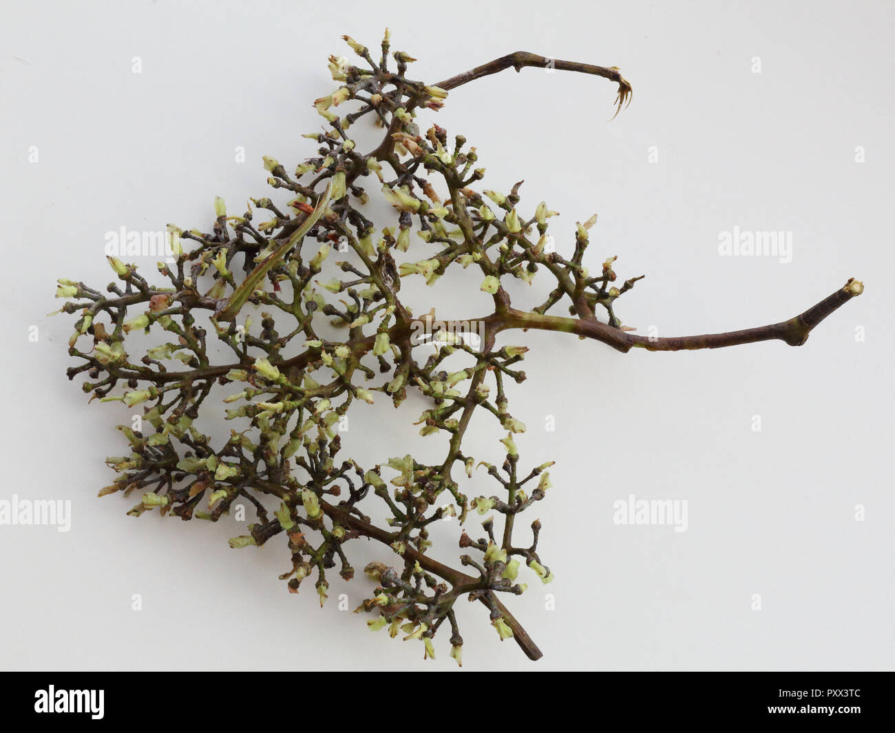 Grape waste hi-res stock photography and images - Alamy