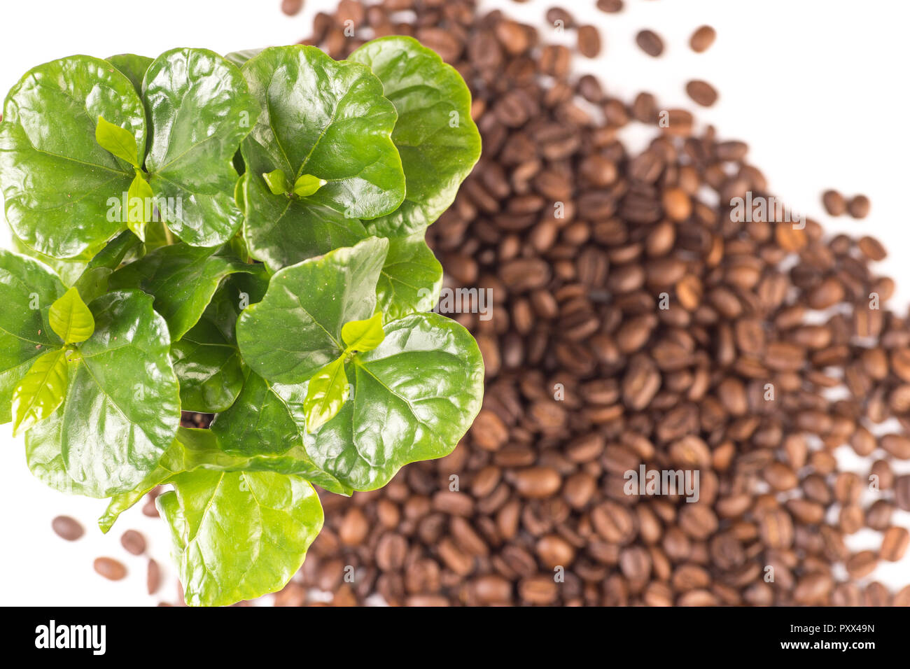 Isolated on white small coffee plant and coffeebeans Stock Photo - Alamy