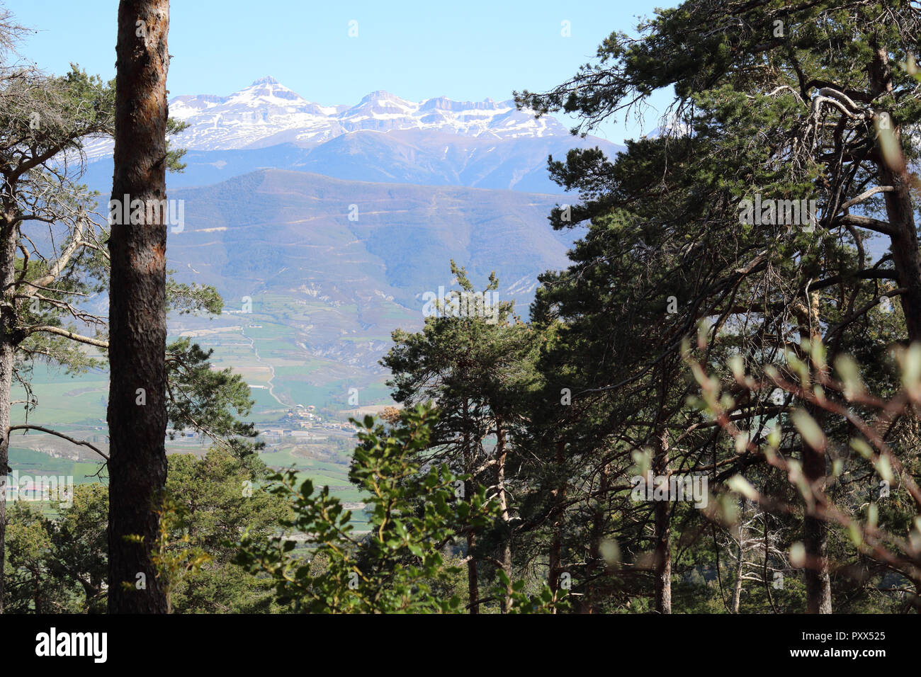 Fir and pine trees on the Peña Oroel mount, with the snow-clad Pyrenees ...