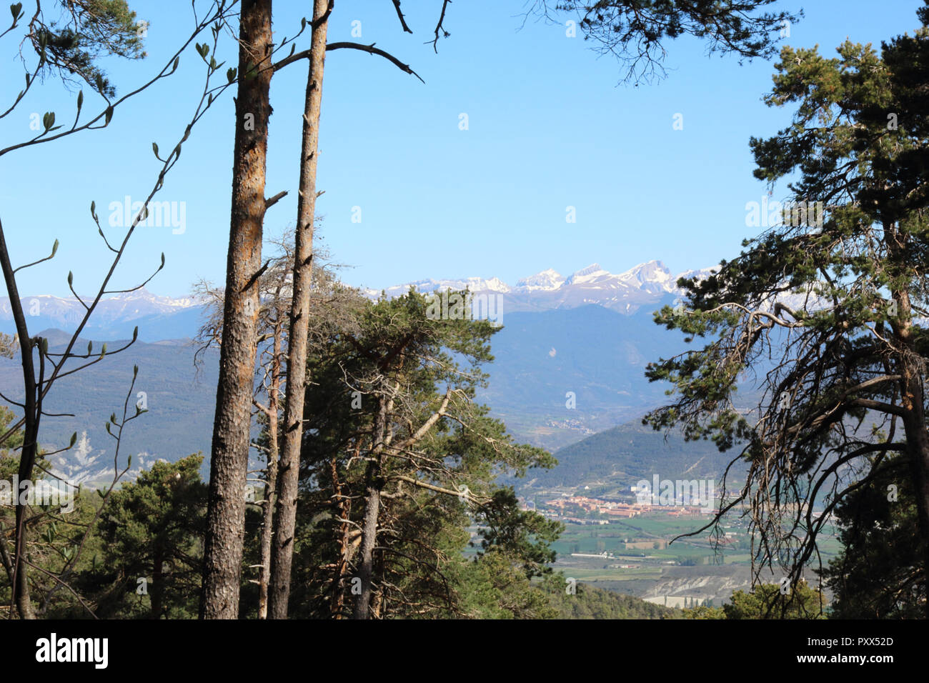 Fir and pine trees on the Peña Oroel mount, with the snow-clad Pyrenees ...