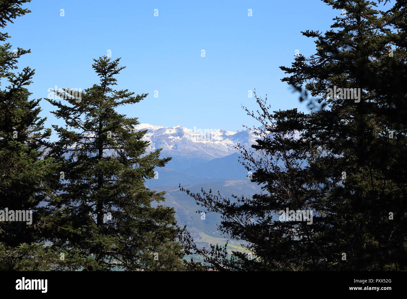 Fir and pine trees on the Peña Oroel mount, with the snow-clad Pyrenees ...
