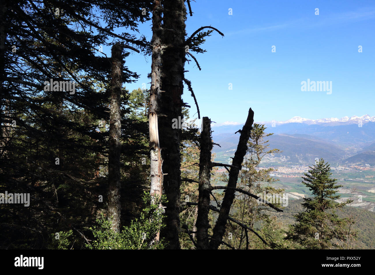 Fir and pine trees on the Peña Oroel mount, with the snow-clad Pyrenees ...