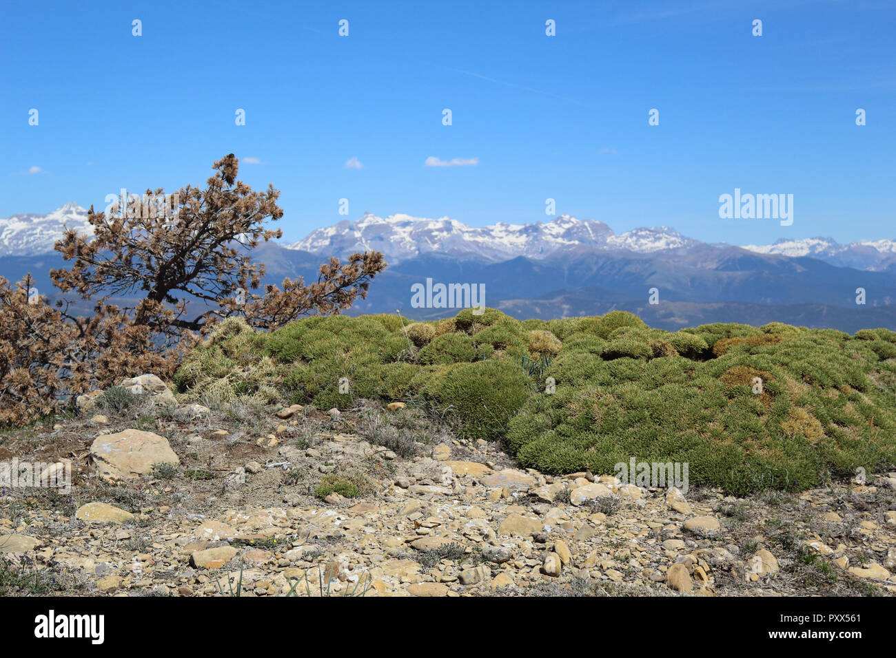 A bent dry fir tree next to some bushes and rocky soil with, as ...
