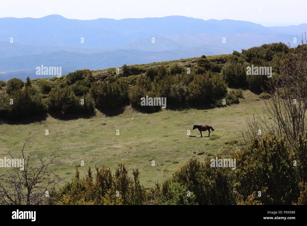 Horse in the bush hi-res stock photography and images - Alamy