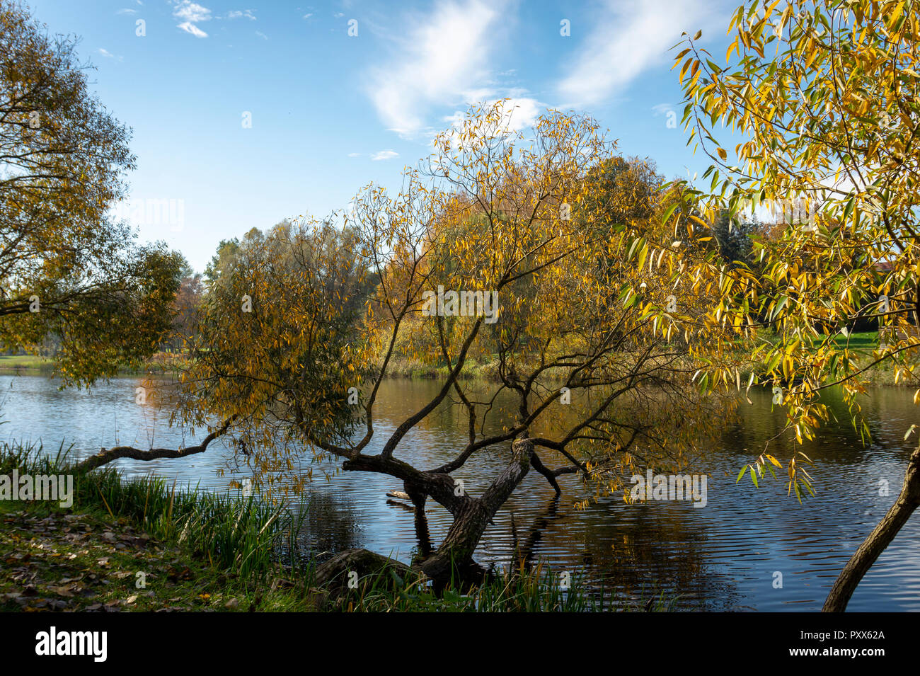 Early autumn at the fallen tree over the river with reflections of ...