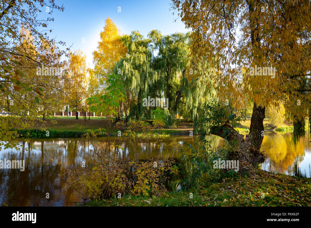 Weeping river birch hi-res stock photography and images - Alamy