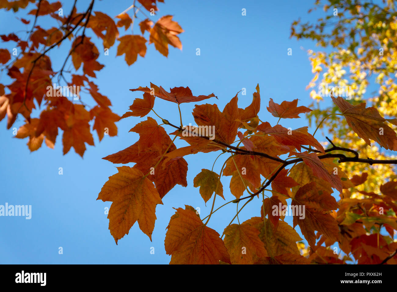Colorful autumn leaves on bright blue sky background with free copy ...