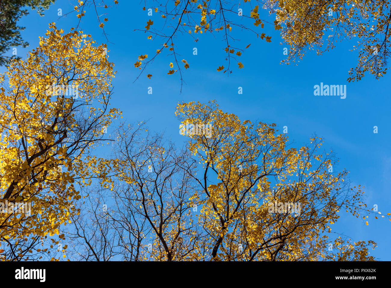 Blue yellow ochre hi-res stock photography and images - Alamy